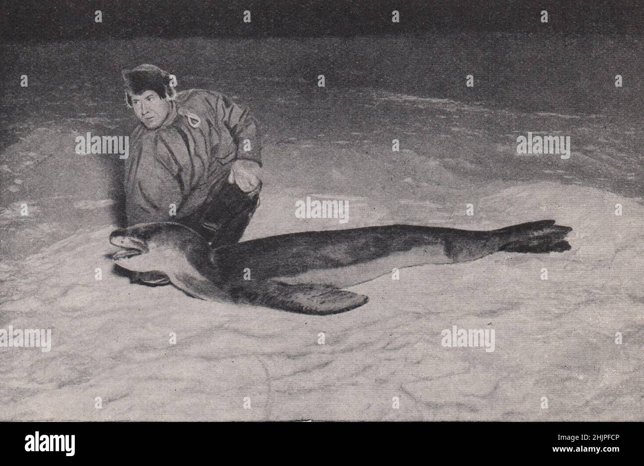 Sea leopard that has fallen prey to a hunter. Antarctica (1923 Stock ...