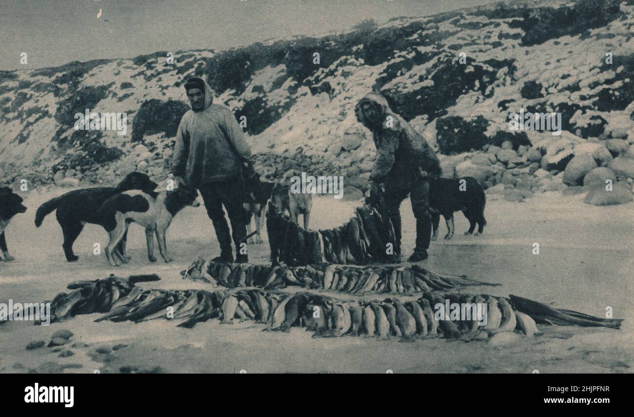 In Arctic Alaska enormous numbers of trout crowd the waters. One day's ...