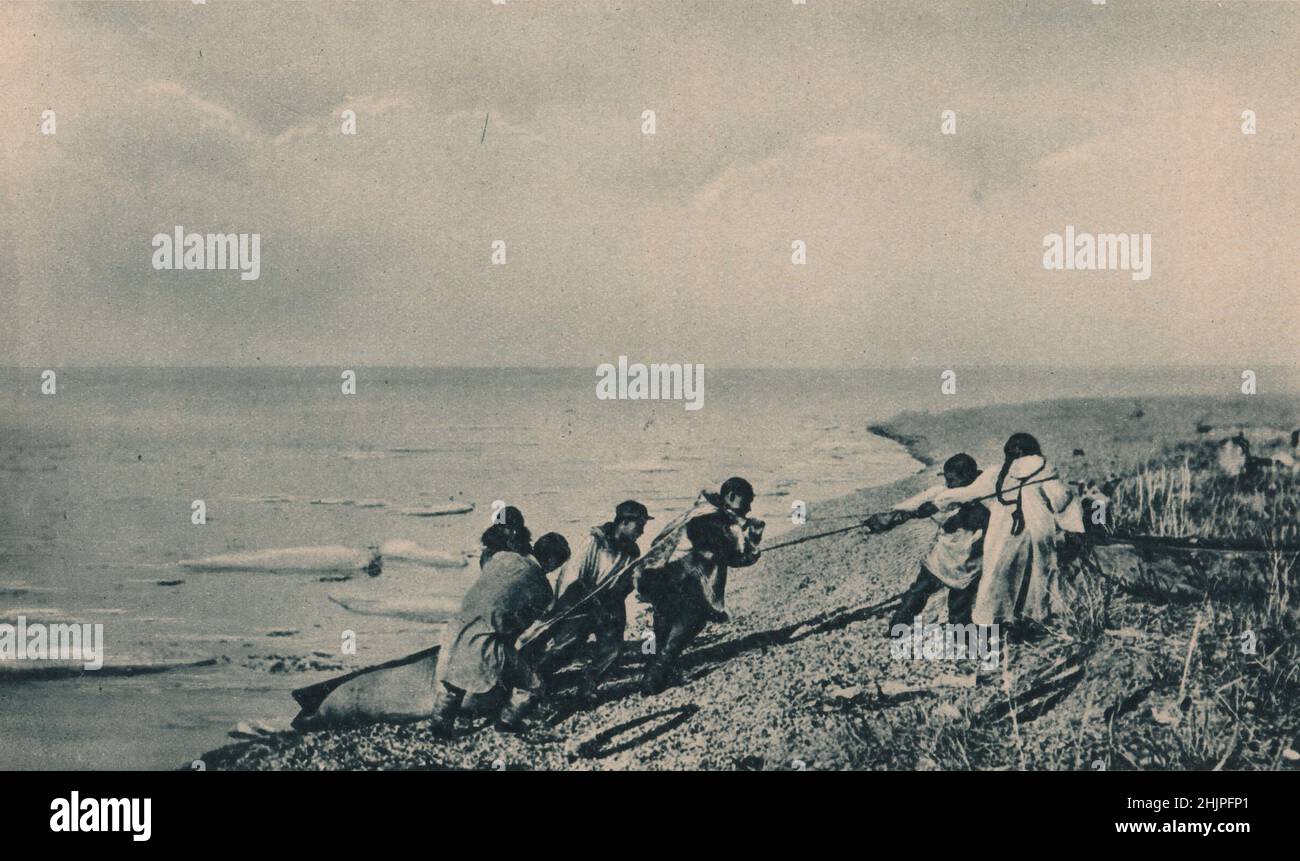 Eskimo, having harpooned a seal from their boat are hauling their catch ...