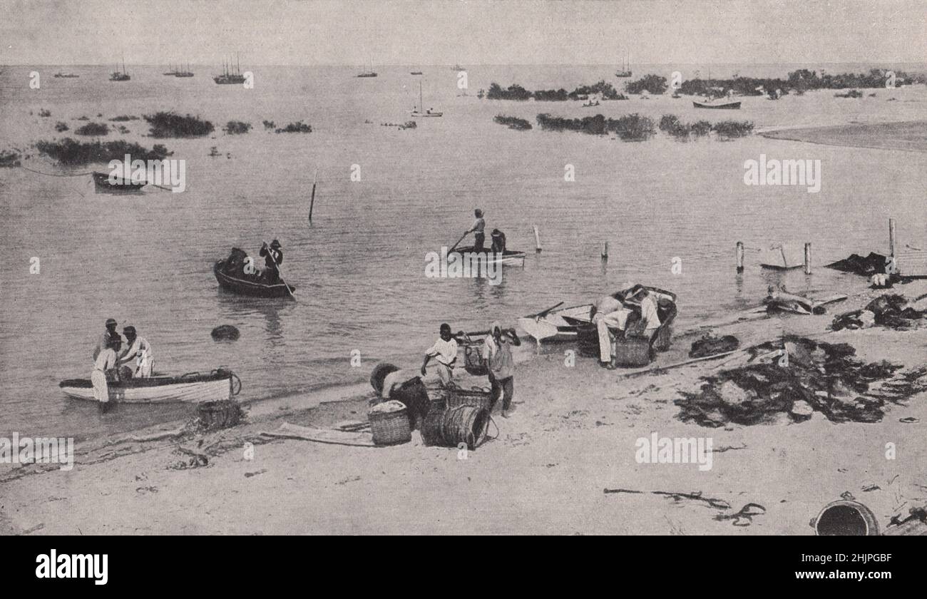 Returned pearling fleet landing its harvest off the coast of Western ...