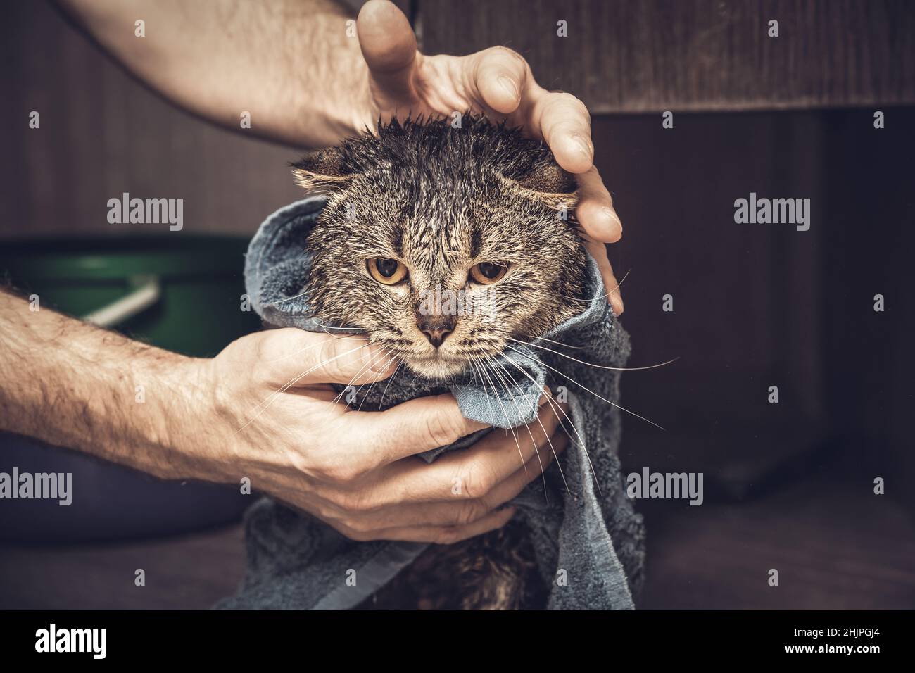 Scottish fold cat in a towel. Wet cat after bathing in a blue towel ...