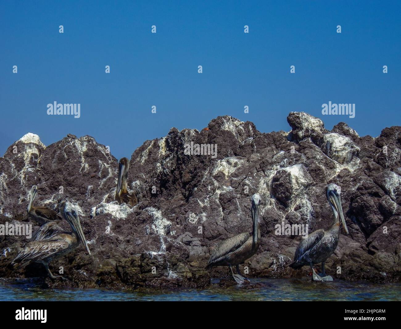 Grey and white pelicans in the Sea of Cortez stand on grey rocks ...