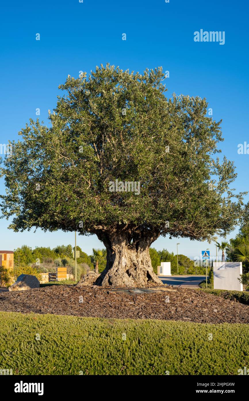 Olive tell hi-res stock photography and images - Alamy