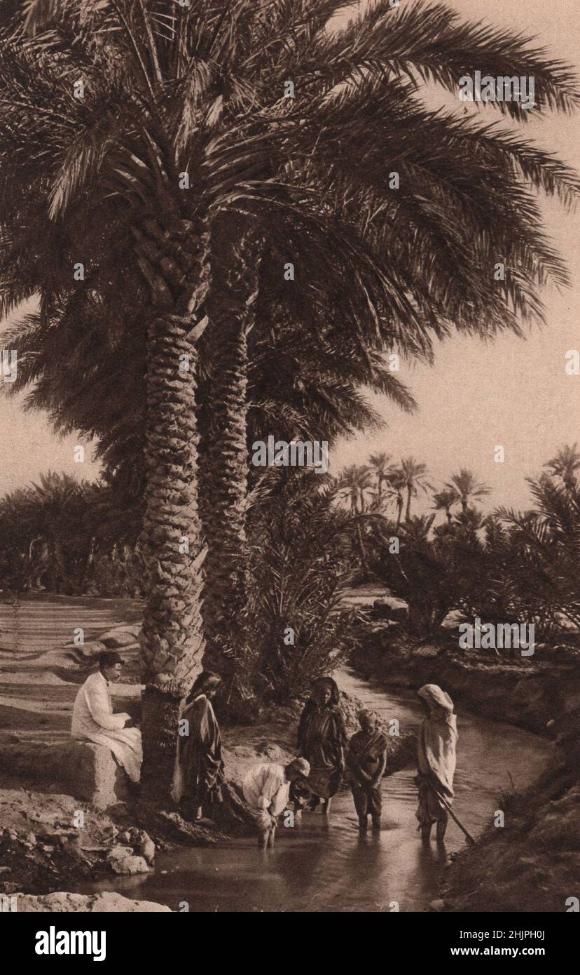 Barbary States. Paths strewn with shadows from over-arching palms lead ...