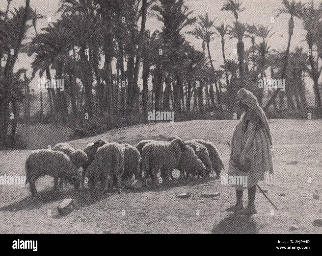 Sheep thrive despite the sun-dried herbage of Morocco. Barbary States ...