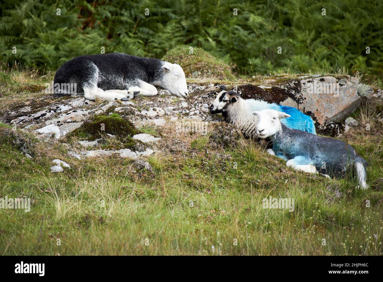 young herdwick lambs lying down with pairing and smit marks langdale ...