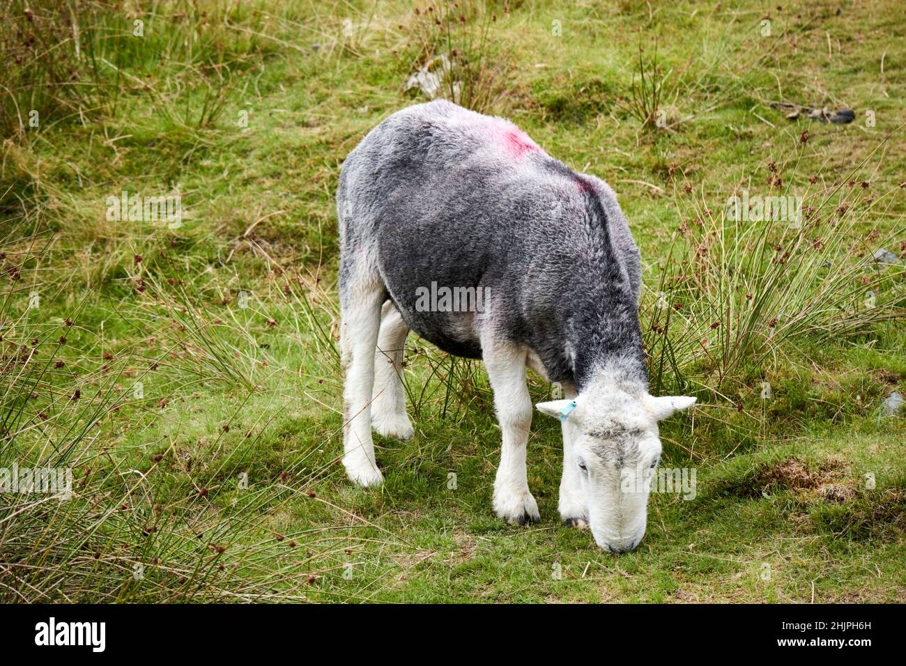 young herdwick lamb with ear tag and smit mark eating grass langdale ...