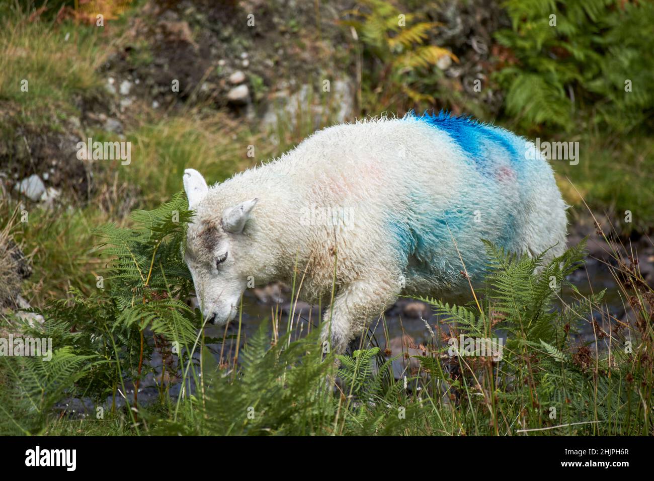 blue spray painted young herdwick lamp sheep identified smit marks ...