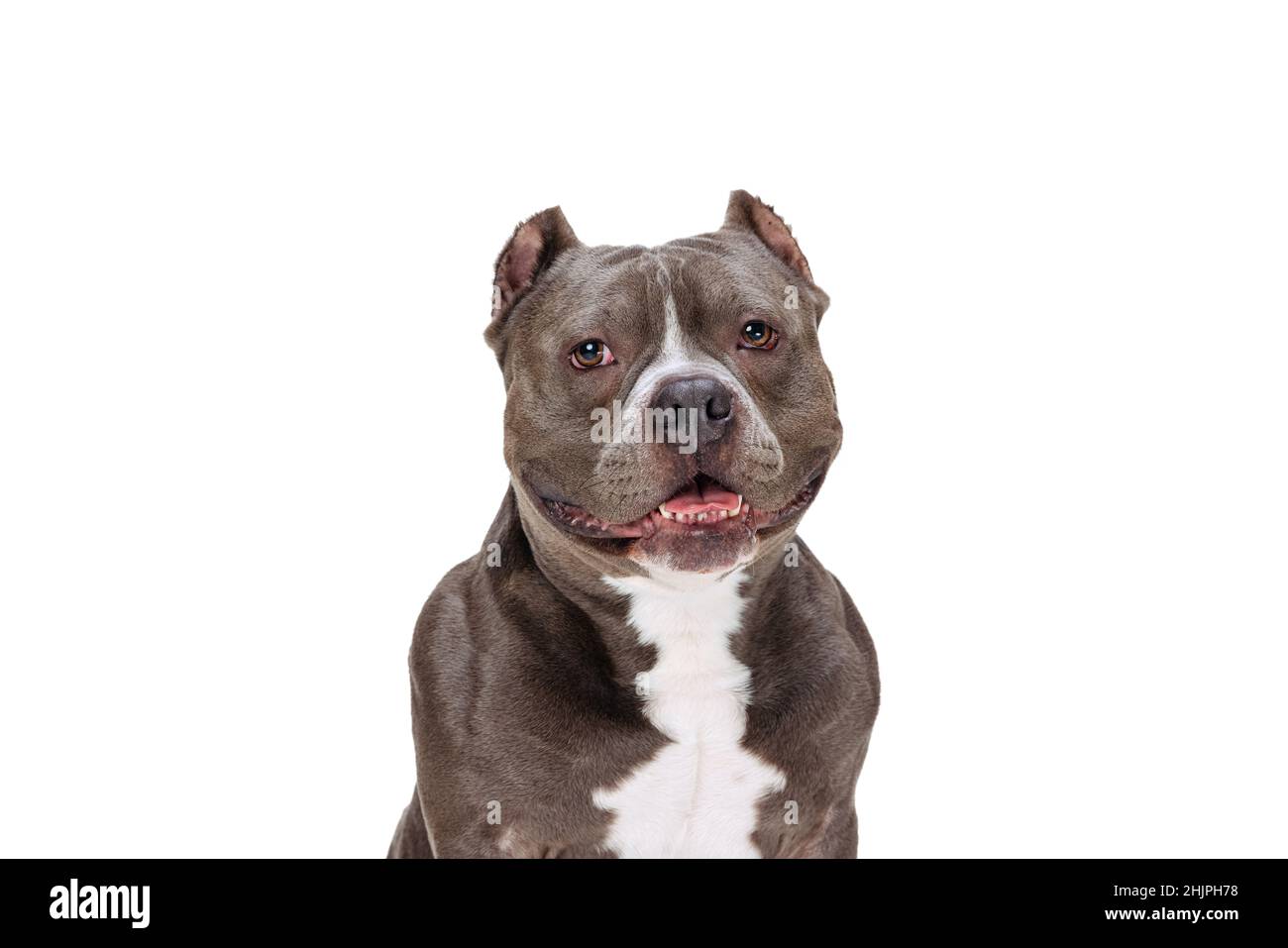 Close-up chocolate color purebred dog, staffordshire terrier looking at ...