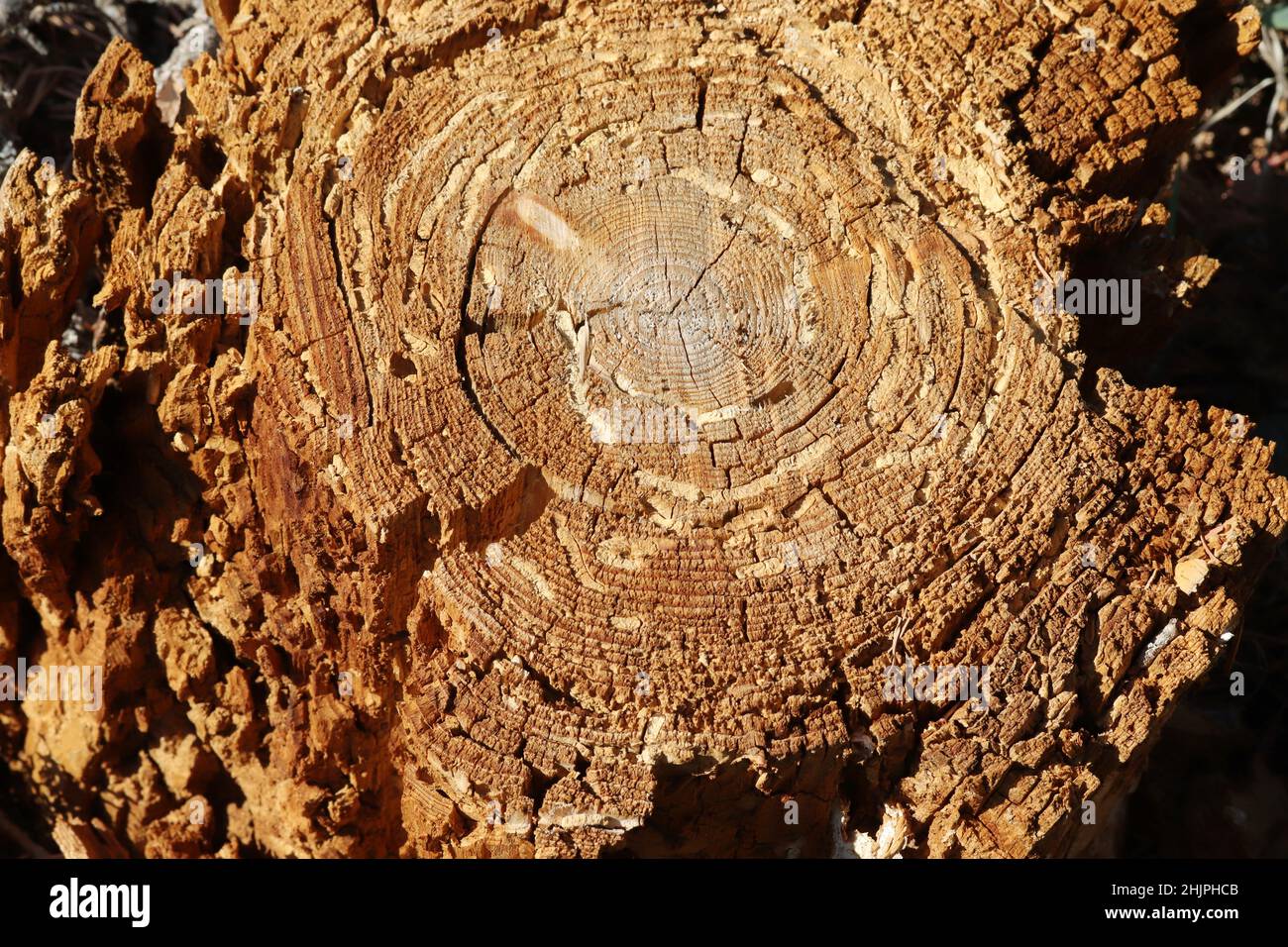 Nature texture background. Close-up of a cutting tree Stock Photo - Alamy