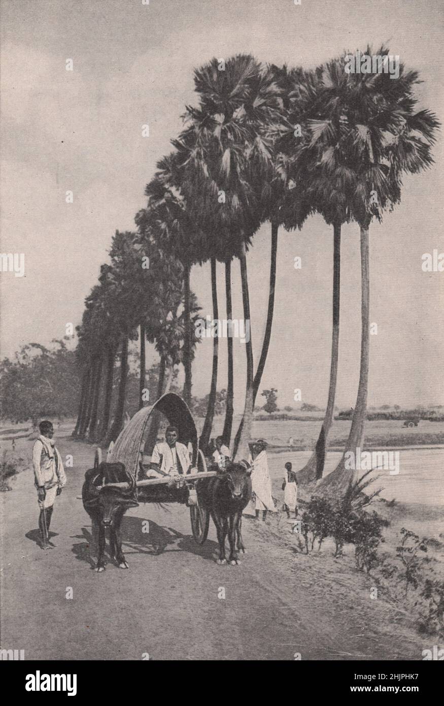 How irrigation problems are solved in Bengal. India (1923 Stock Photo ...