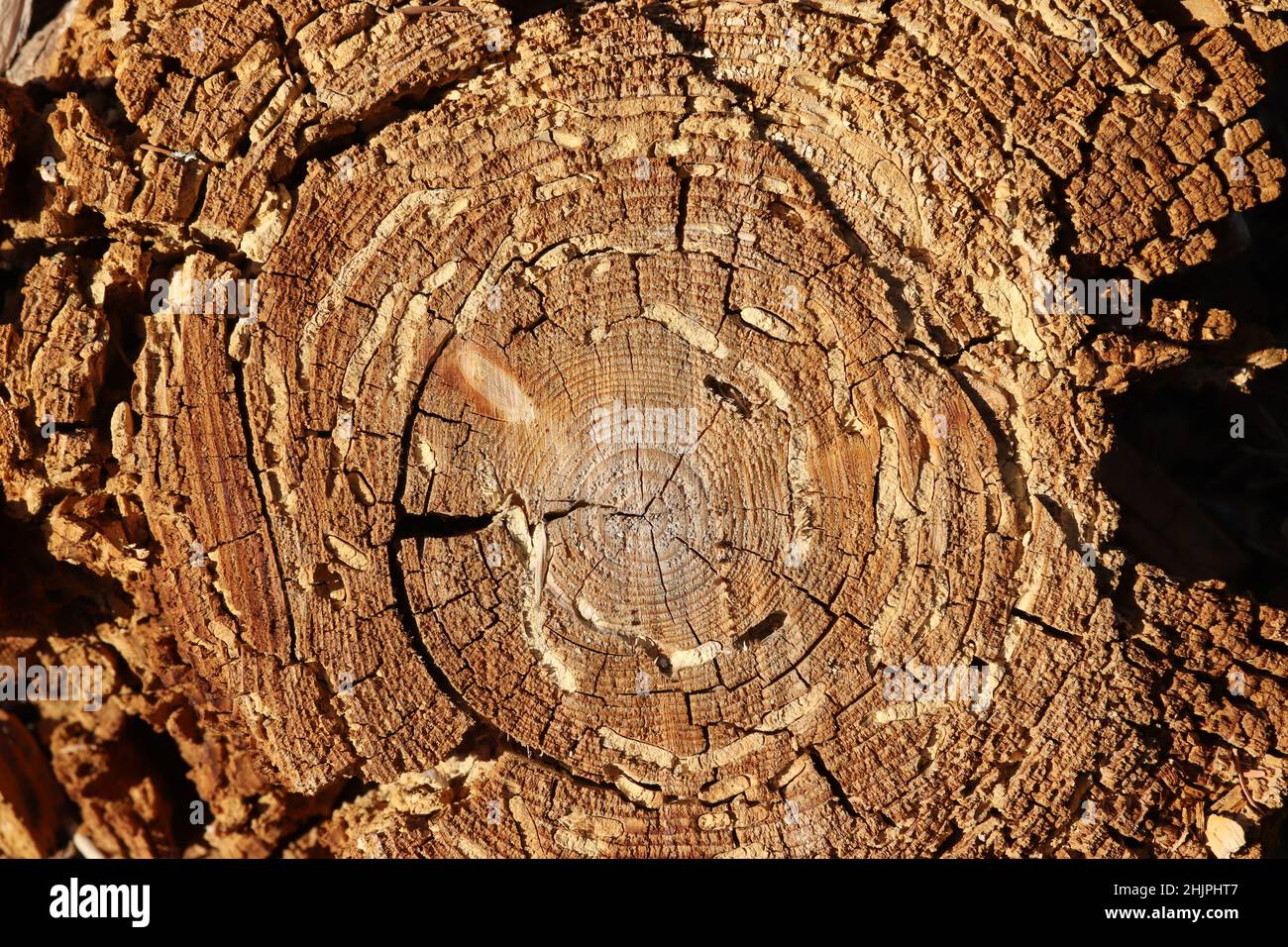 Nature texture background. Close-up of a cutting tree Stock Photo - Alamy