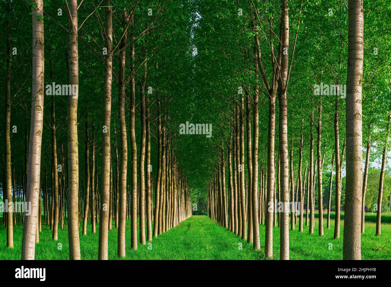 Straight lines in nature hi-res stock photography and images - Alamy