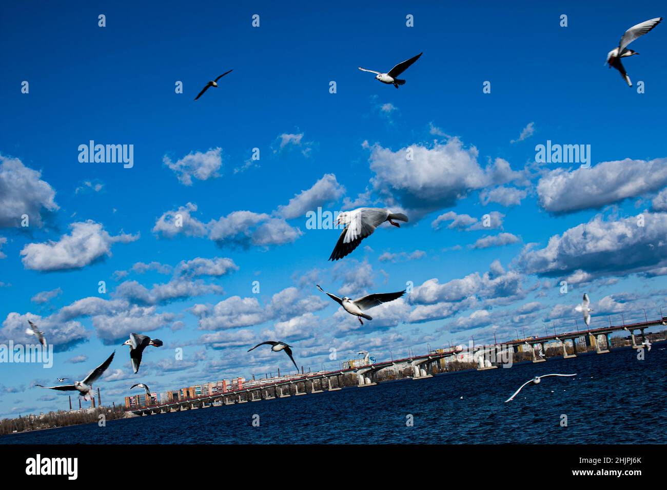 Hungry seagulls fly over the river. Spring photo of flying birds over ...