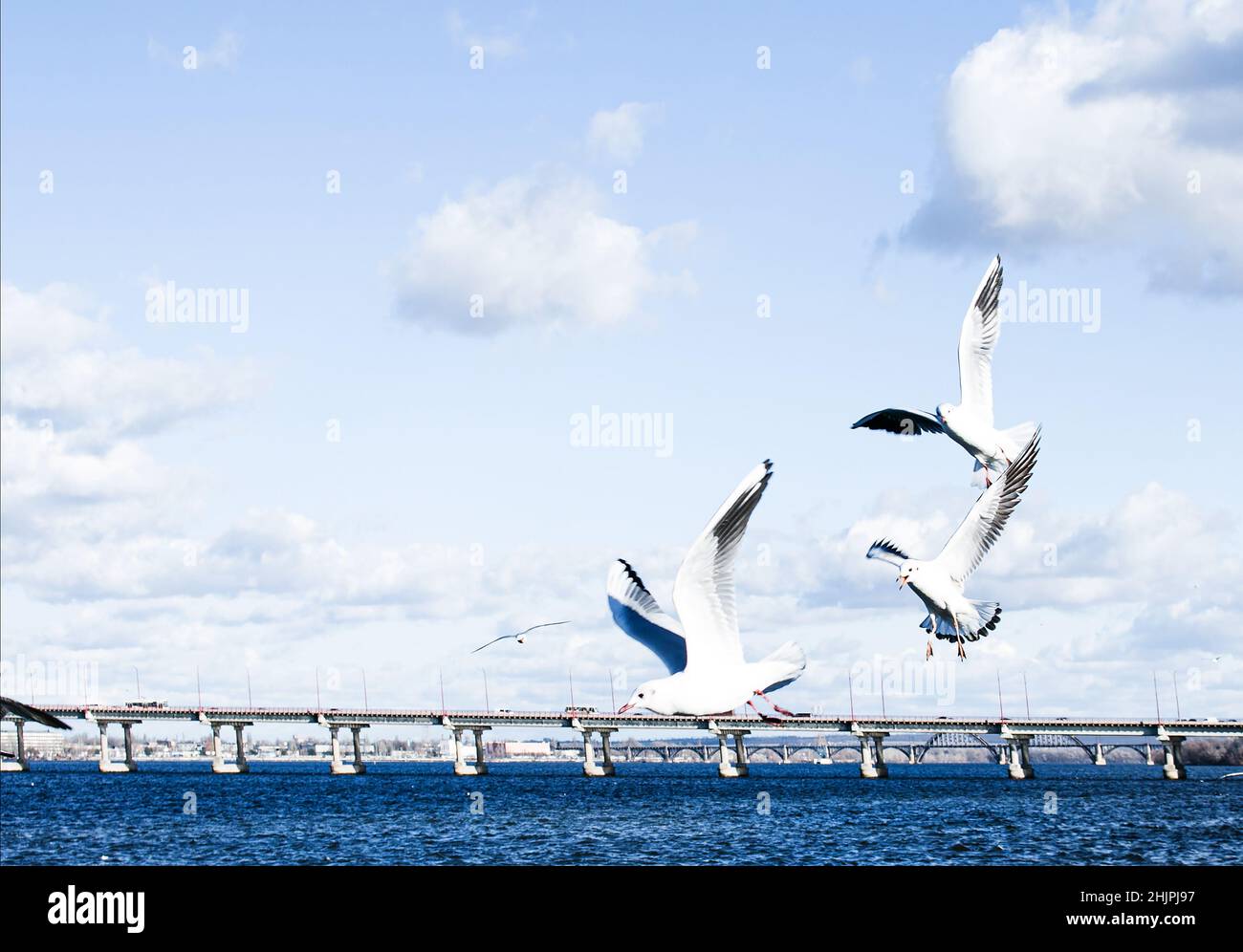 Hungry seagulls fly over the river. Spring photo of flying birds over ...