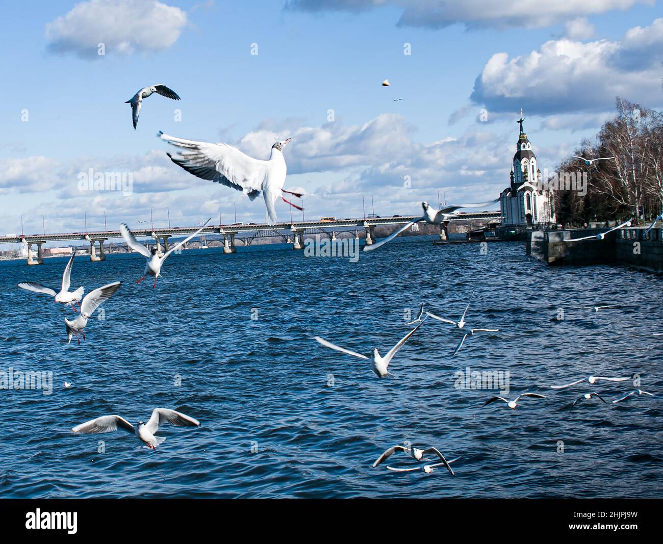 Hungry seagulls fly over the river. Spring photo of flying birds over ...