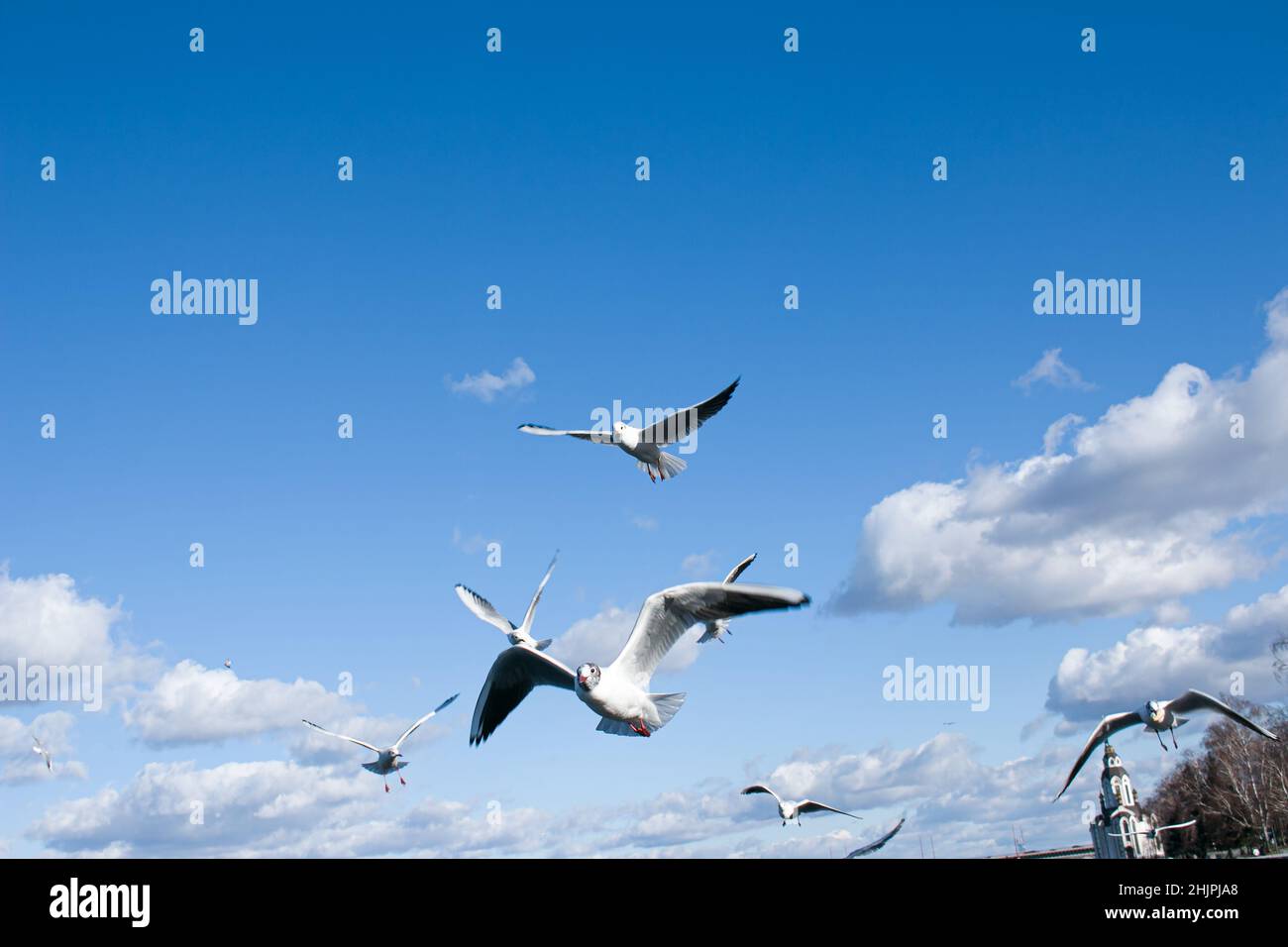 Hungry seagulls fly over the river. Spring photo of flying birds over ...