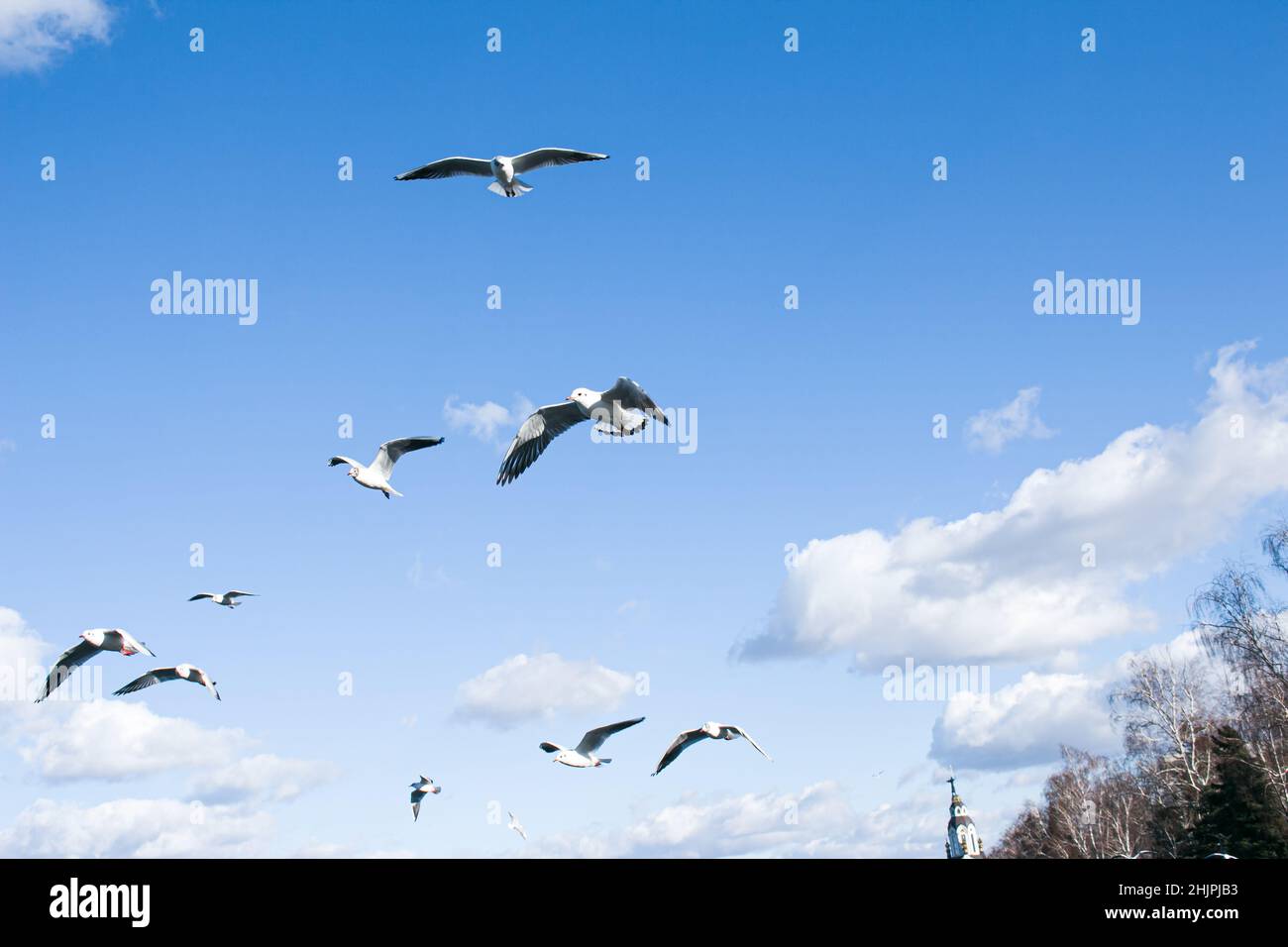Hungry seagulls fly over the river. Spring photo of flying birds over ...