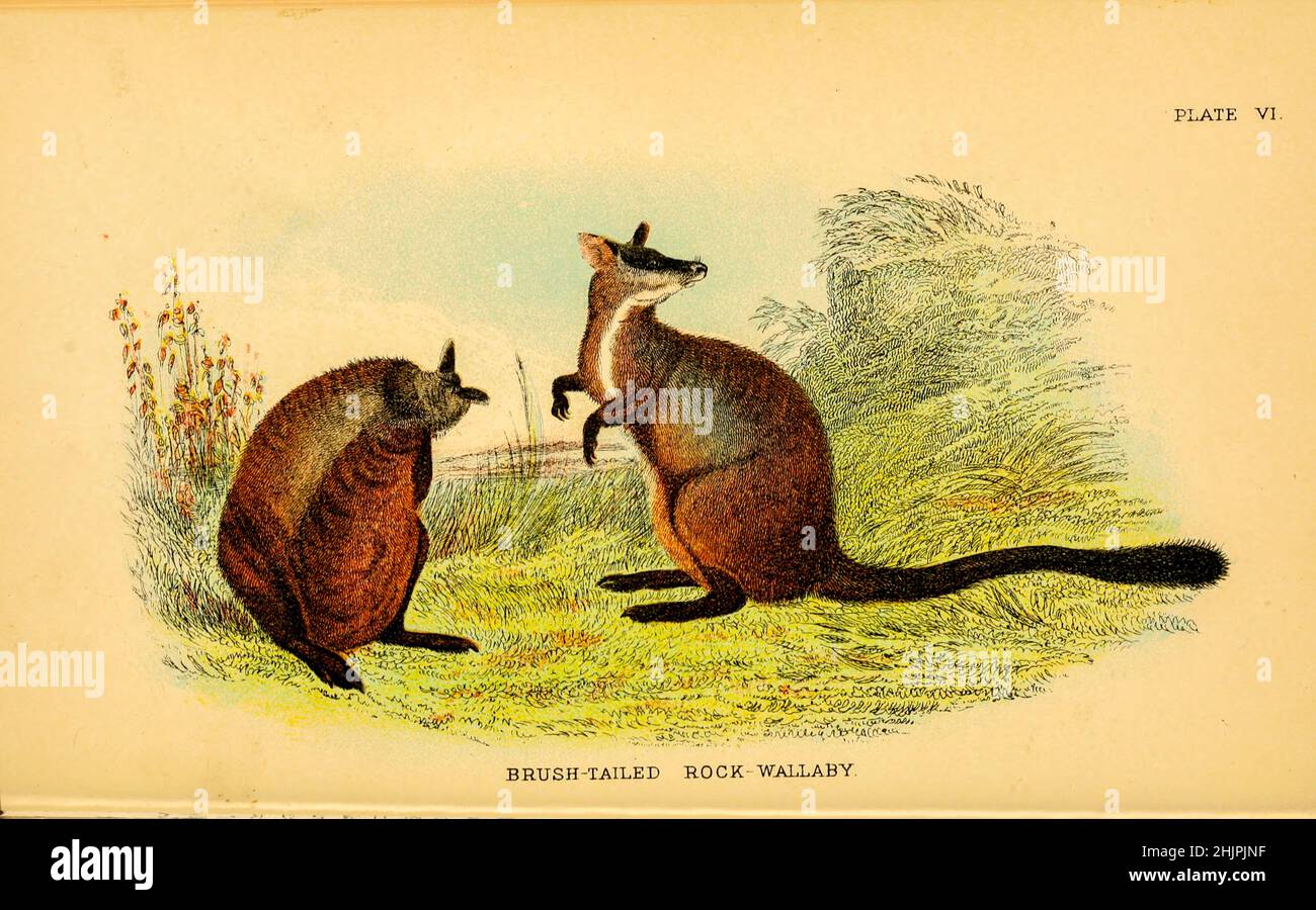 Wallabirs hi-res stock photography and images - Alamy