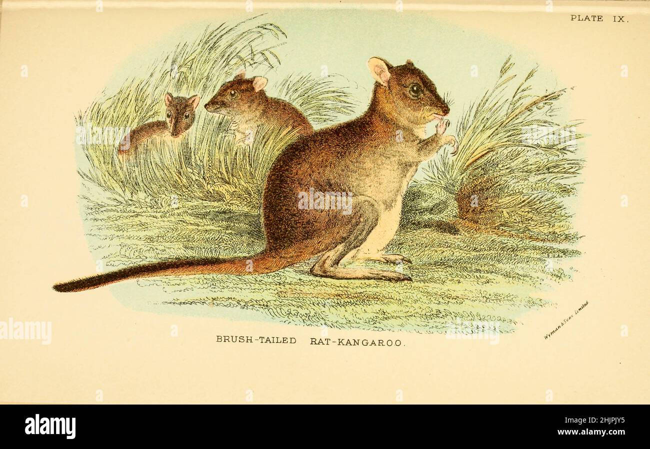Rare australian animals hi-res stock photography and images - Alamy