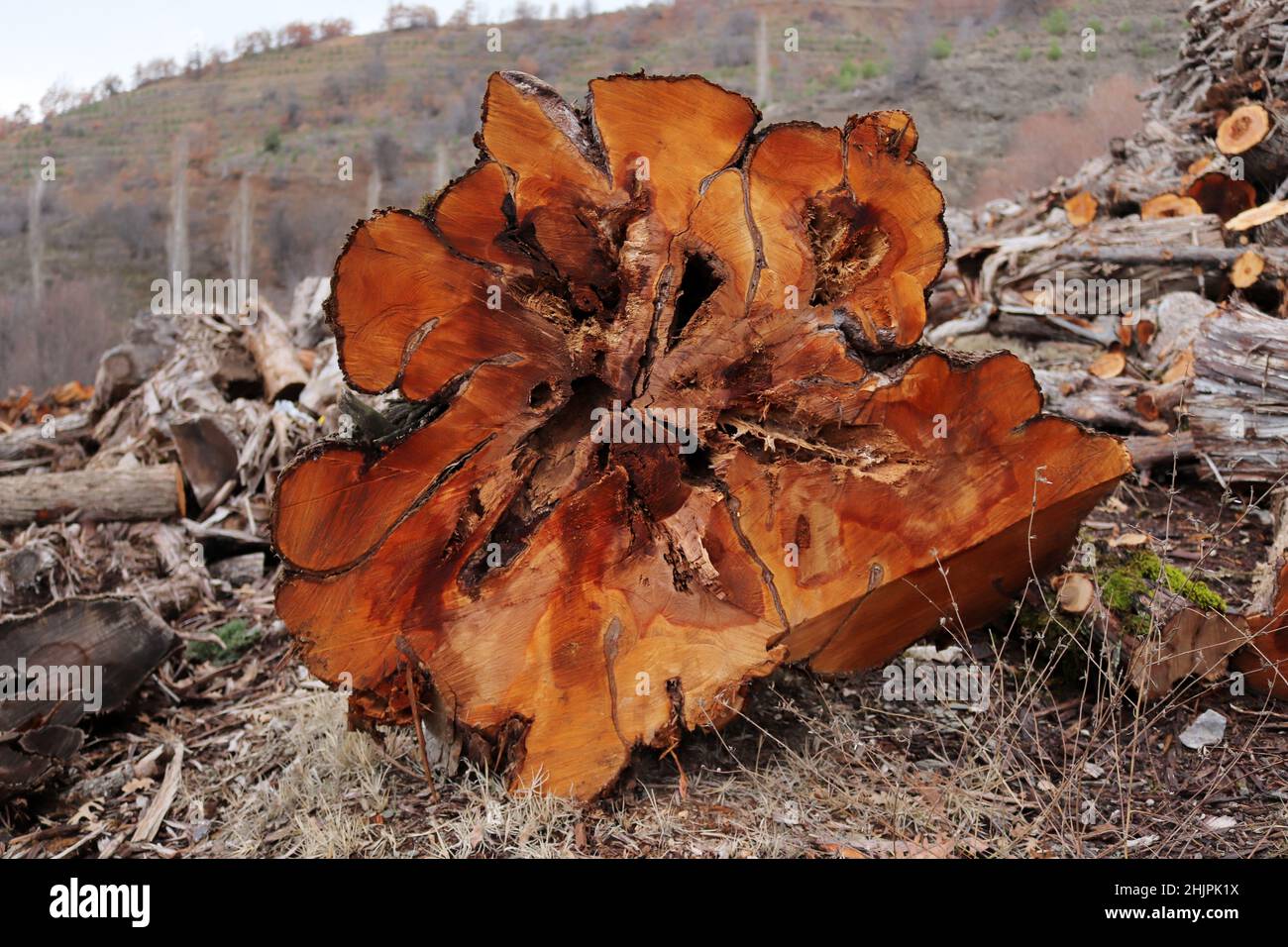 cutting trees in the forest Stock Photo - Alamy