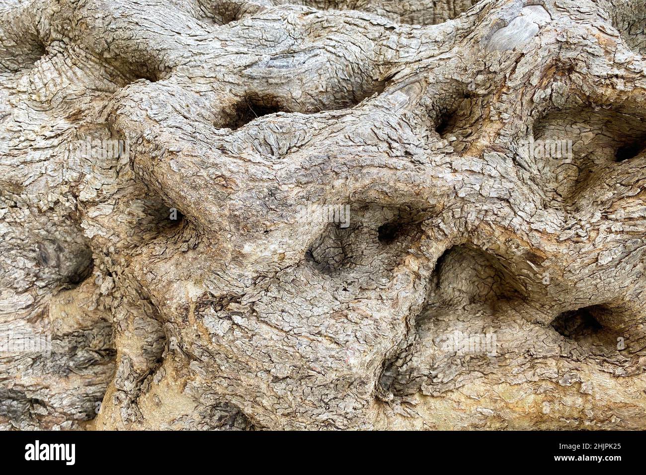 Natural olive tree bark as textured background. Mediterranean organic ...