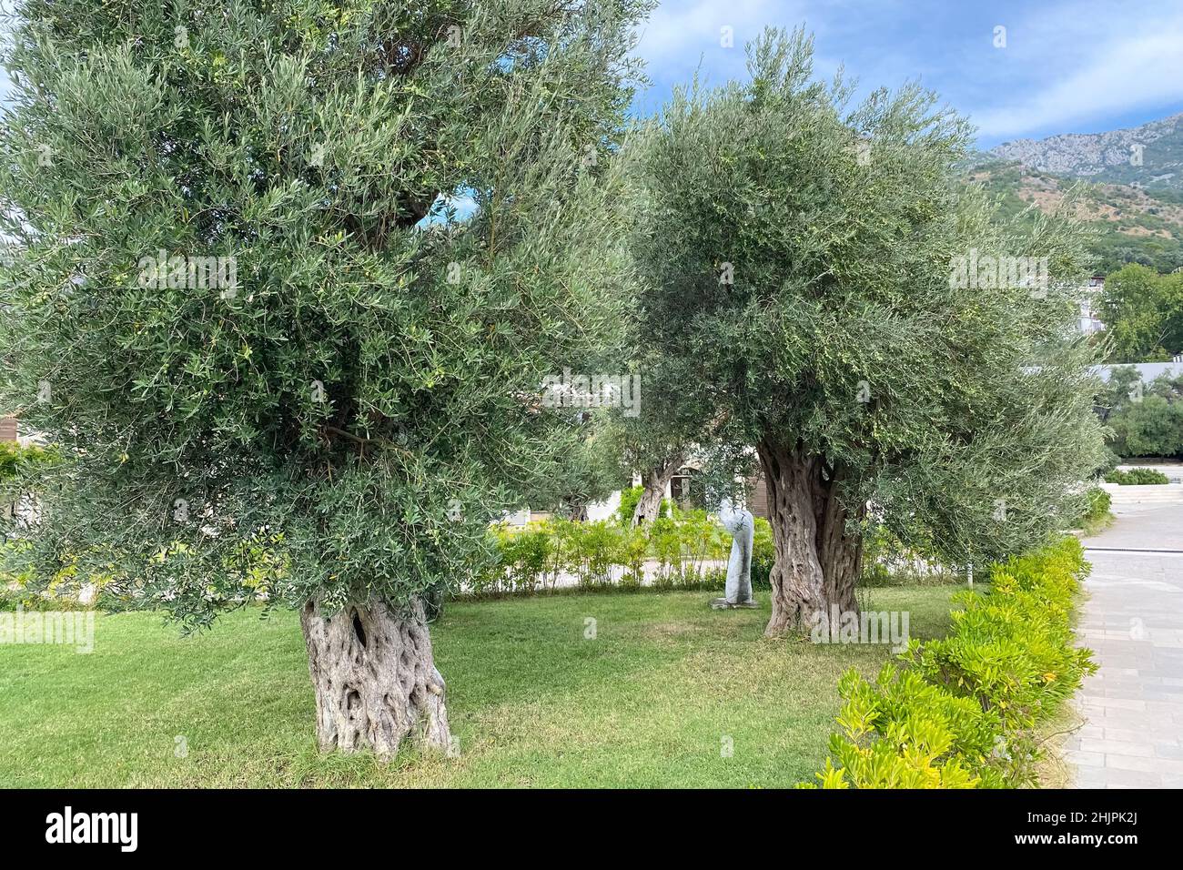 Mediterranean olive field. Old olive trees garden ready for harvest ...