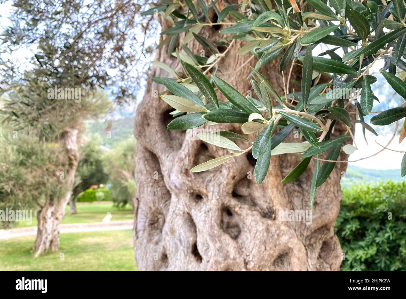 Closeup view of natural olive tree branch. Mediterranean organic olive ...