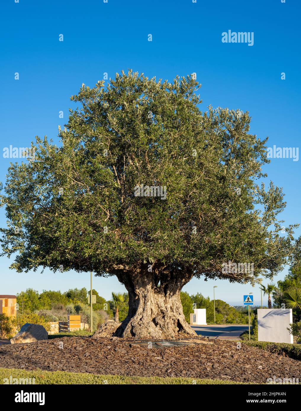 Ancient olive trees tell the story of our land in Spain Stock Photo - Alamy