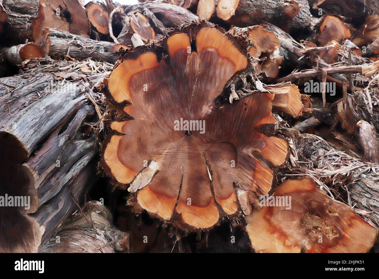 cutting trees in the forest Stock Photo - Alamy