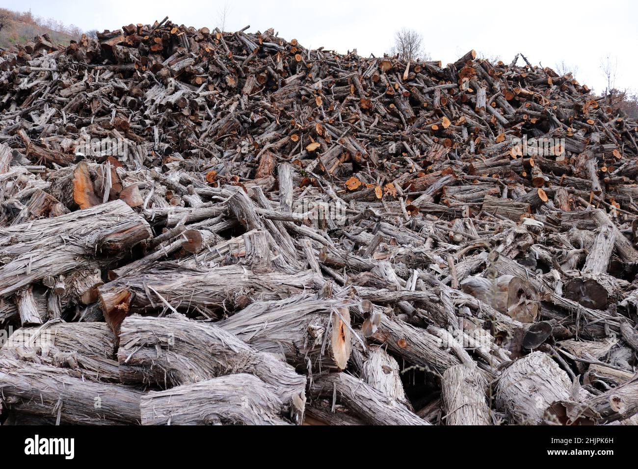 cutting trees in the forest Stock Photo - Alamy