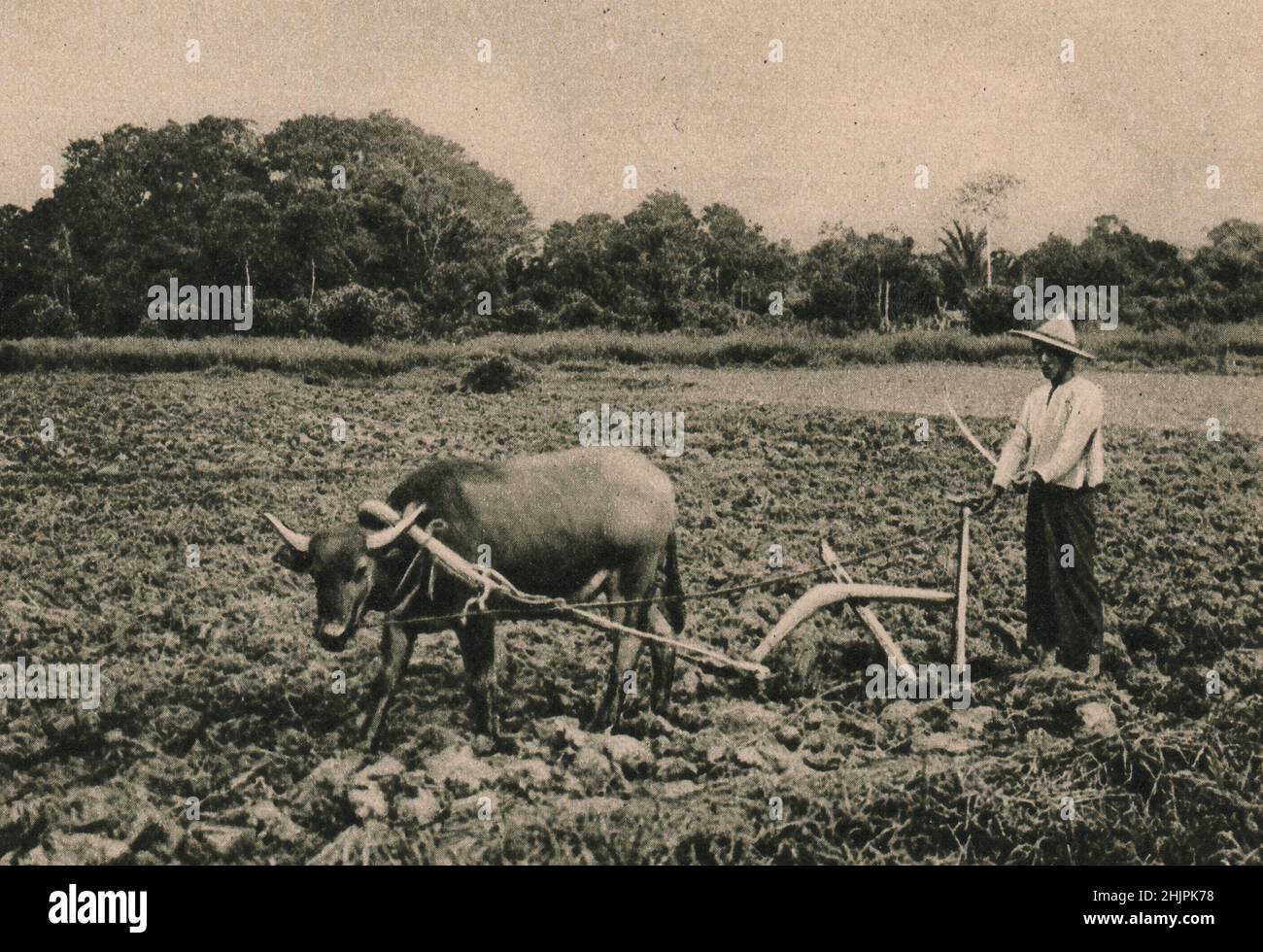 Ox Drawn Farming Implements
