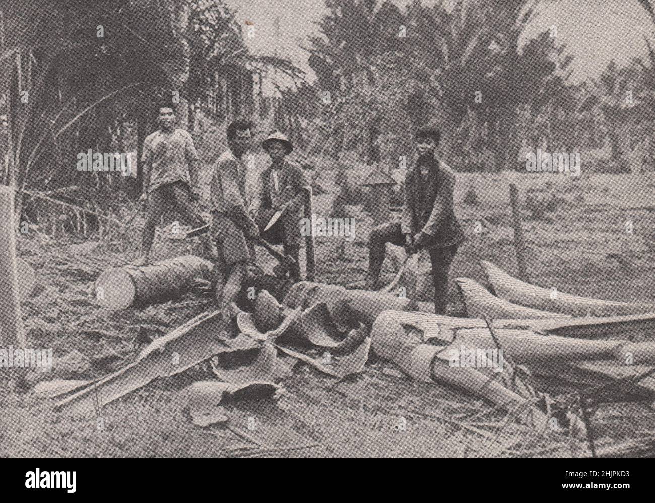 Extracting Crude Sago from a Felled palm Trunk. Malaysia. Borneo (1923 ...