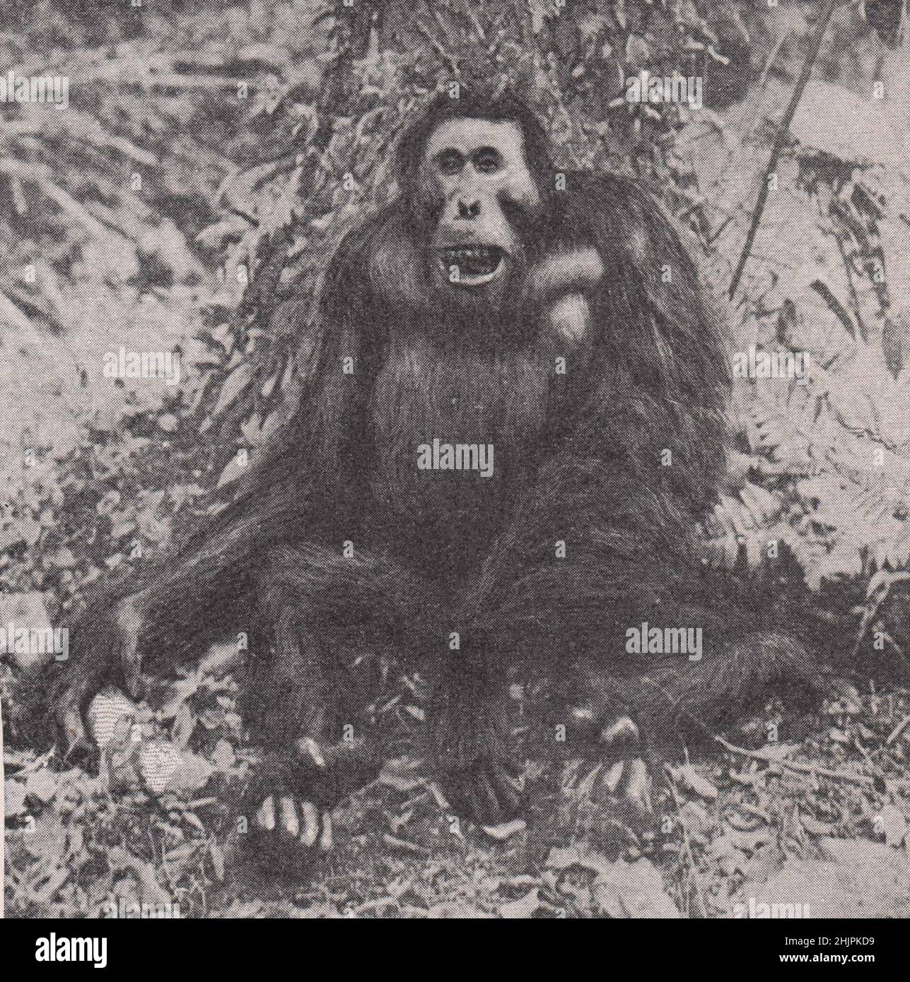 Dread Giant that walks the forest ways. Malaysia. Borneo (1923 Stock ...