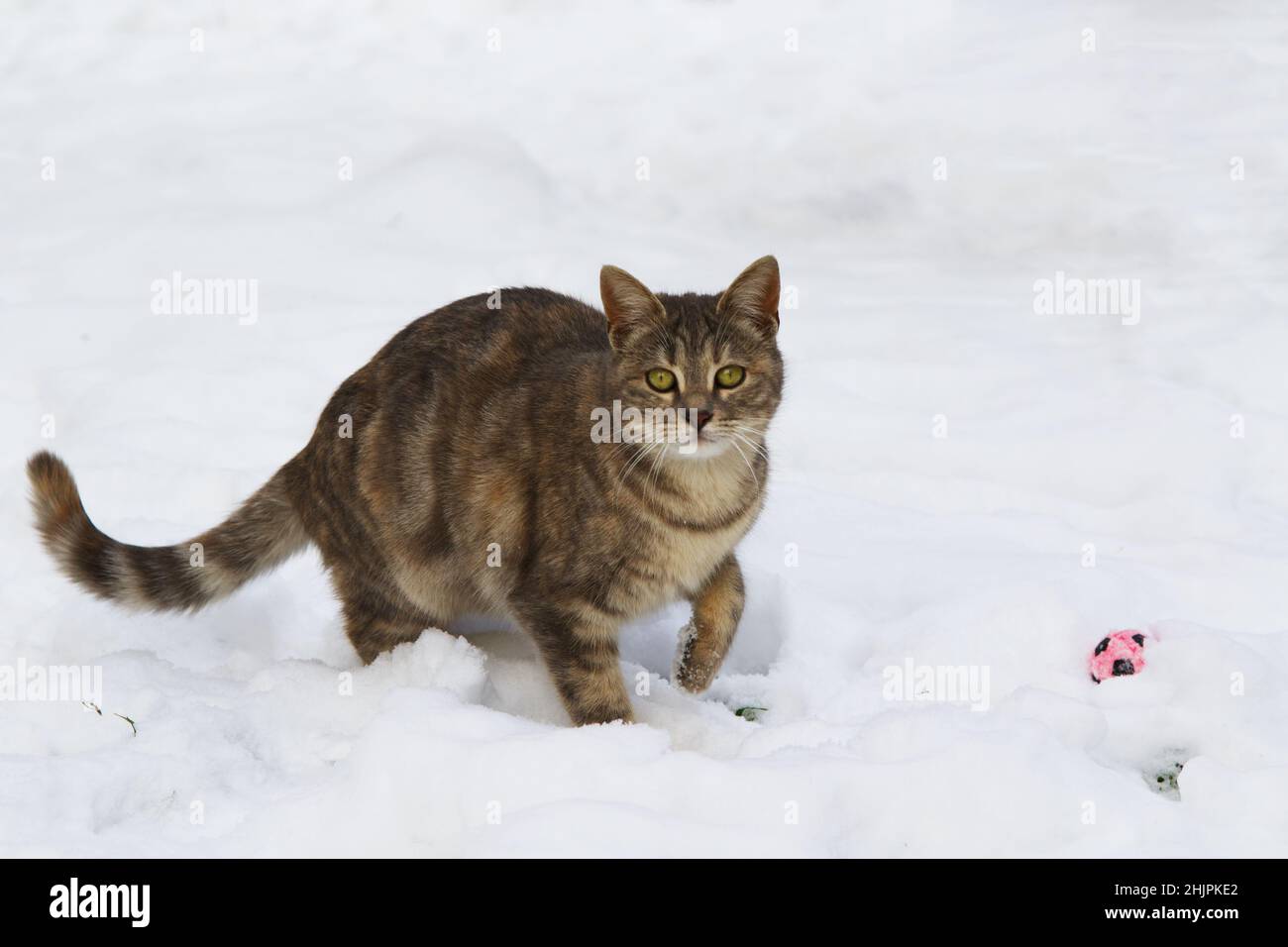 Baby Cat playing in Snow Stock Photo - Alamy