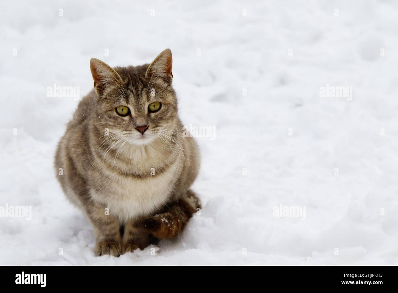 Baby cat in nature hi-res stock photography and images - Alamy