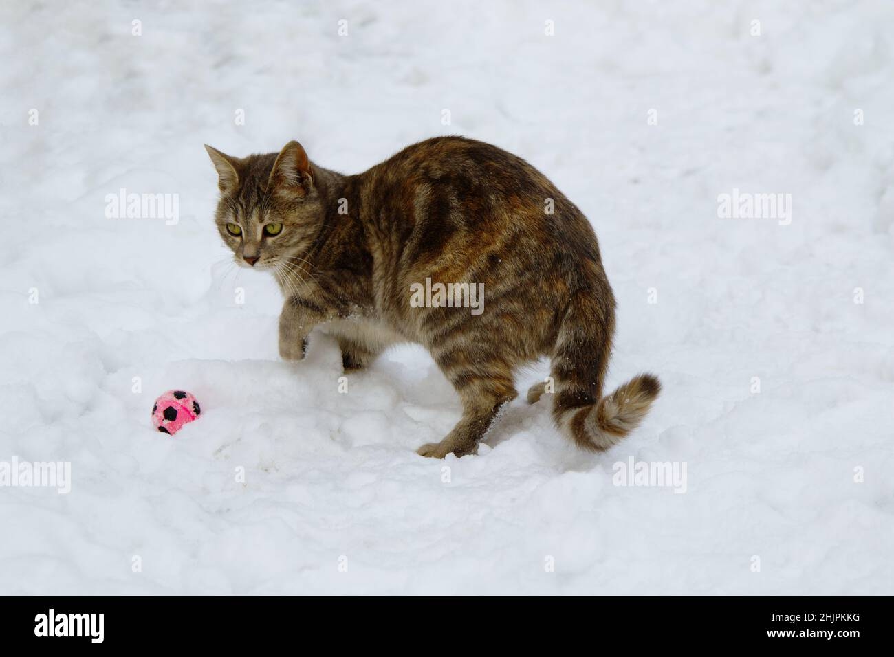 Cat baby domestic hi-res stock photography and images - Alamy