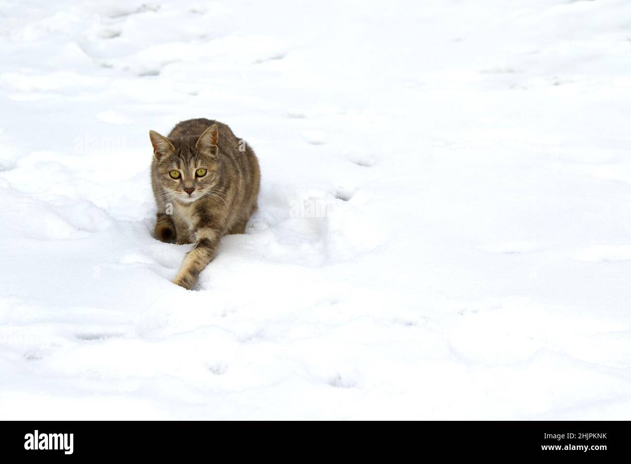 Baby cat playing hi-res stock photography and images - Alamy