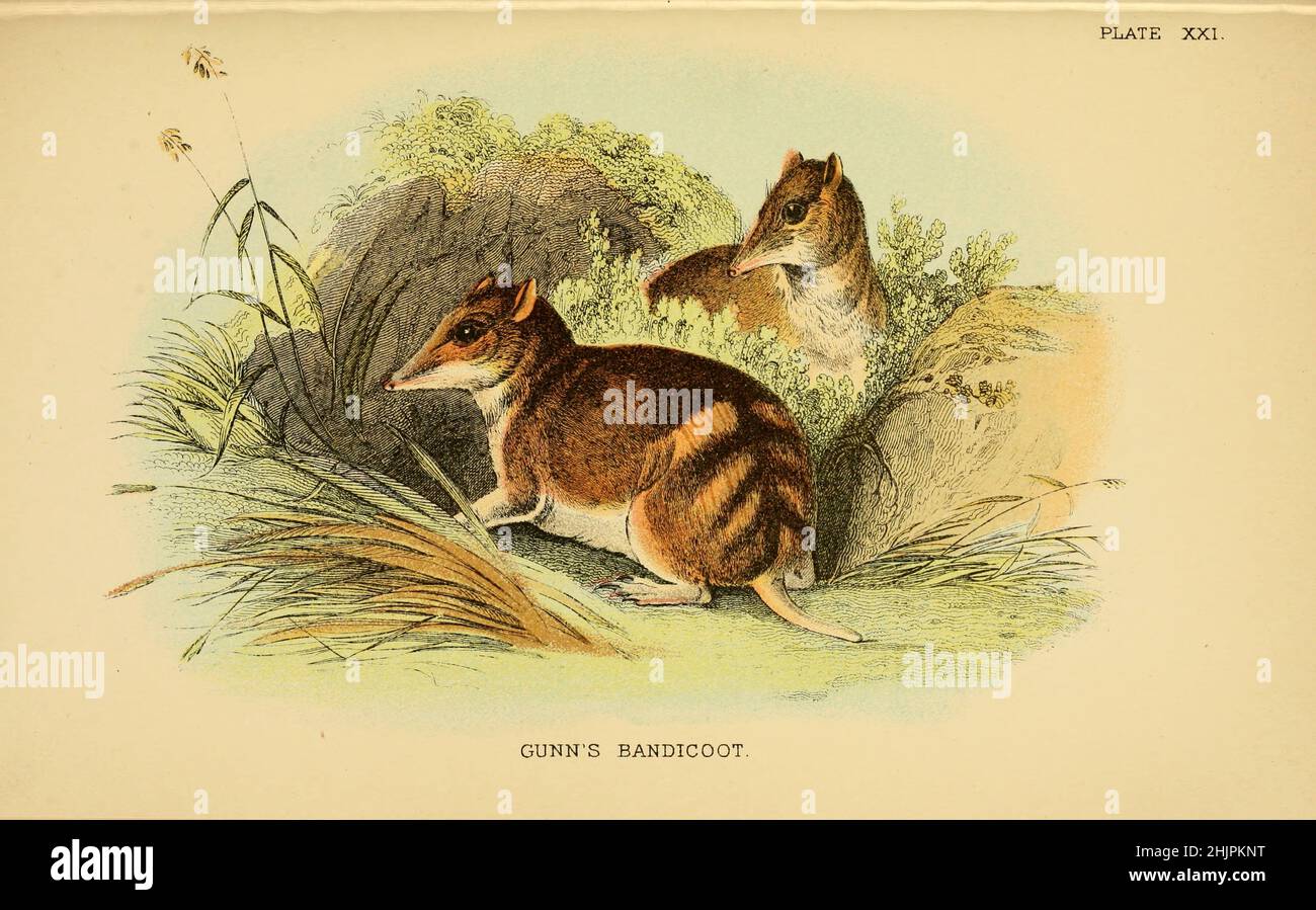 Bandicoot pouch hi-res stock photography and images - Alamy