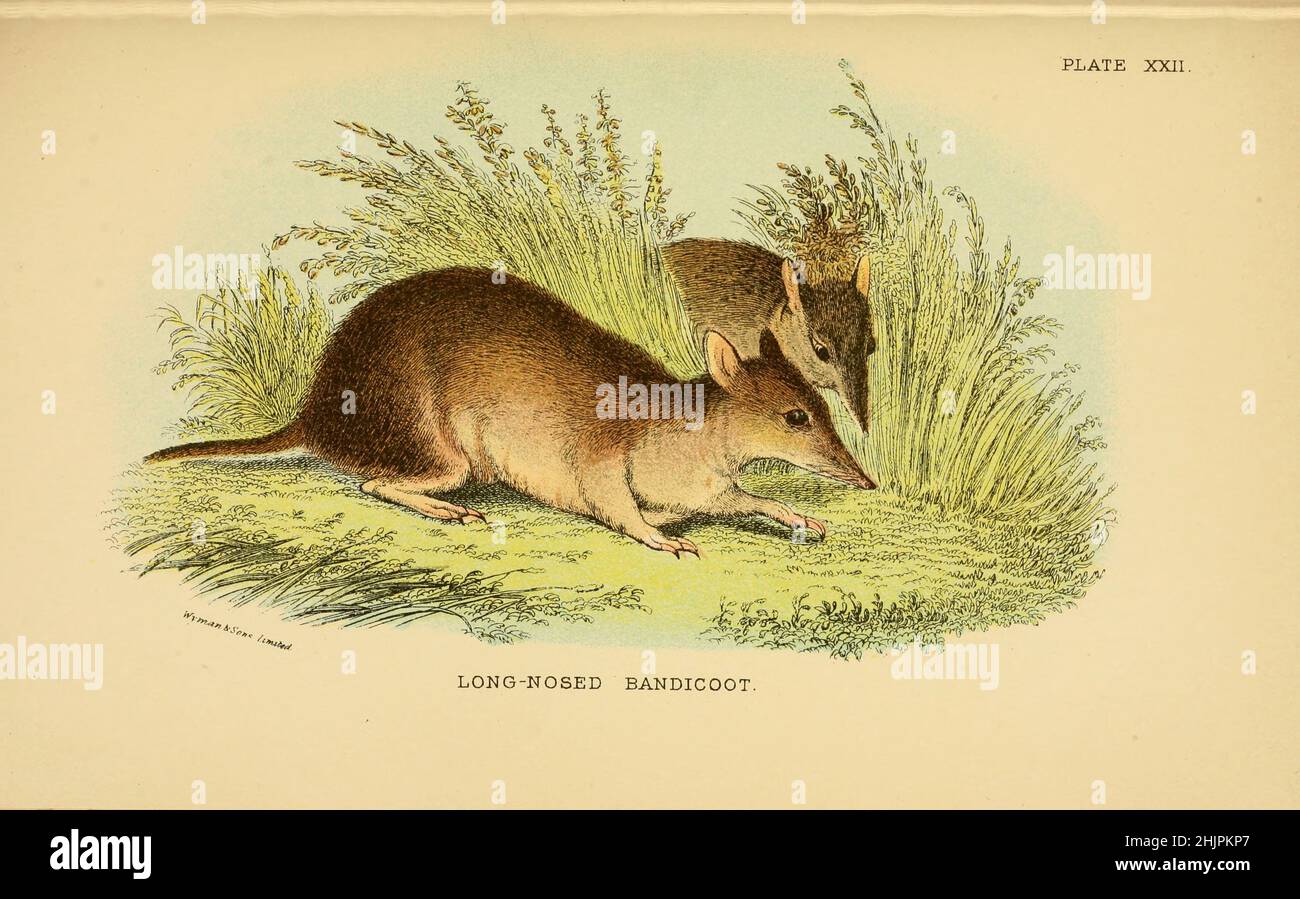 The long-nosed bandicoot (Perameles nasuta), a marsupial, is a species ...