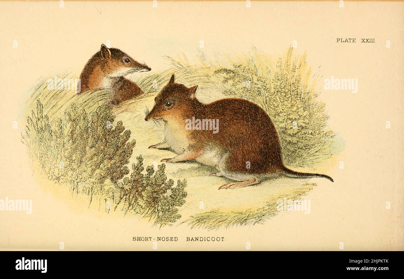 Bandicoots tasmania hi-res stock photography and images - Alamy