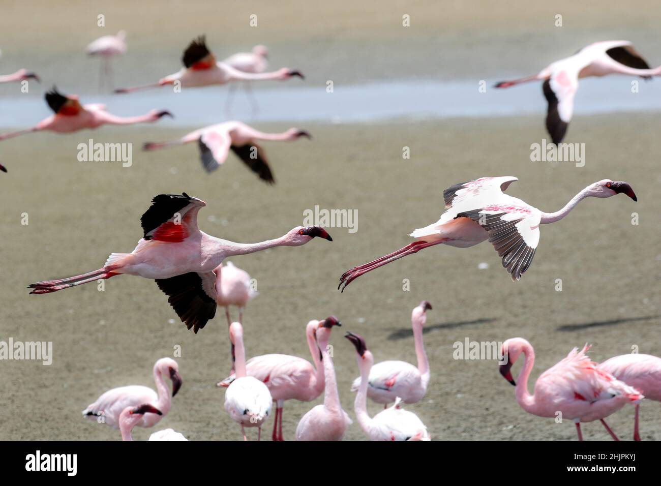 Flying Lesser Flamingo, Walvis Bay, Namibia Stock Photo - Alamy