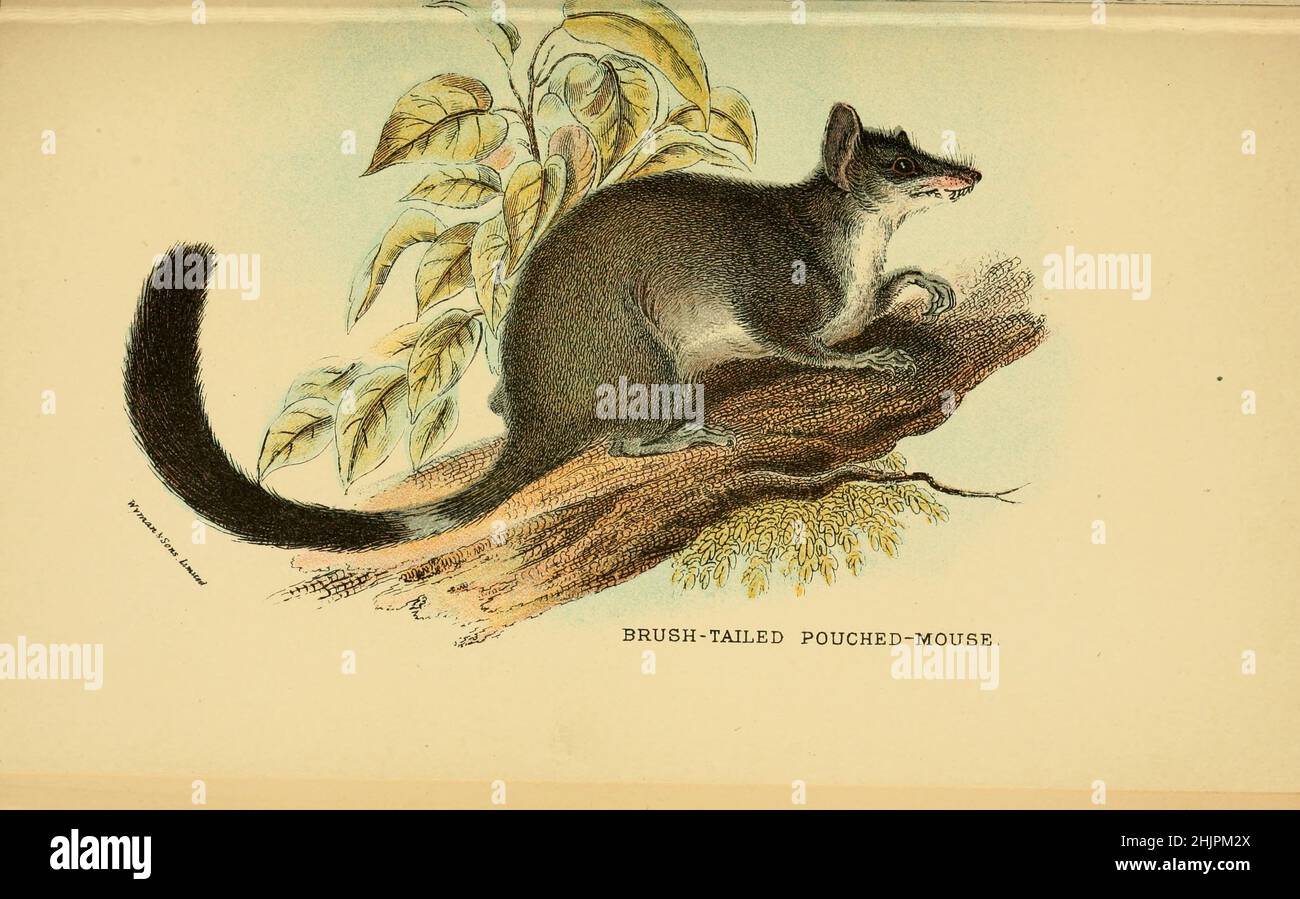Pouched mouse hi-res stock photography and images - Alamy