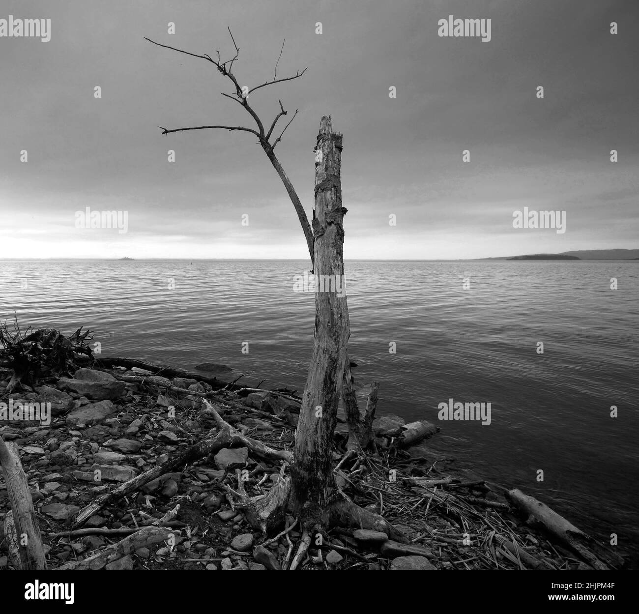 Dead tree in water Black and White Stock Photos & Images - Alamy