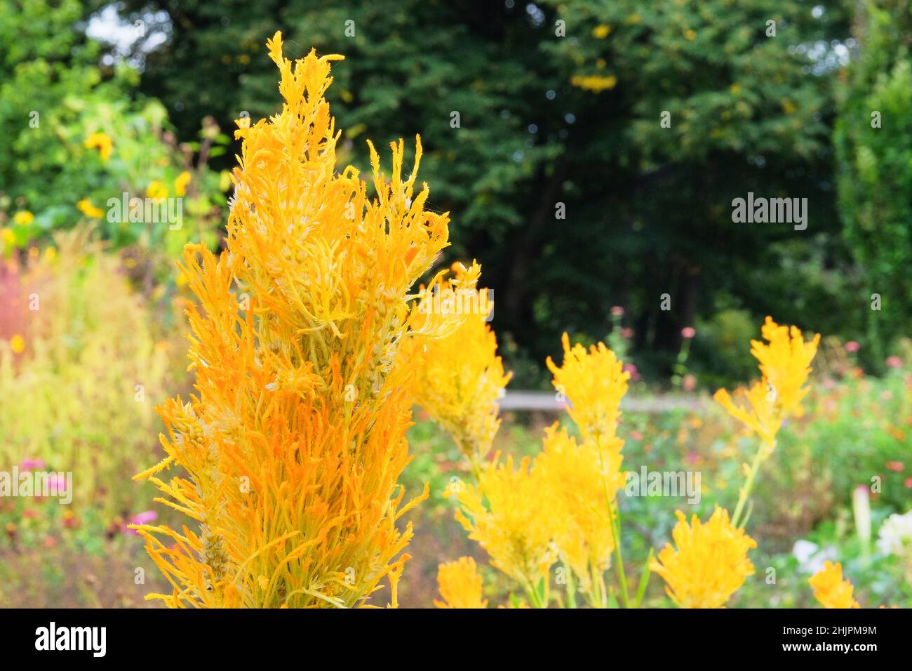Amaranth flowers hi-res stock photography and images - Alamy