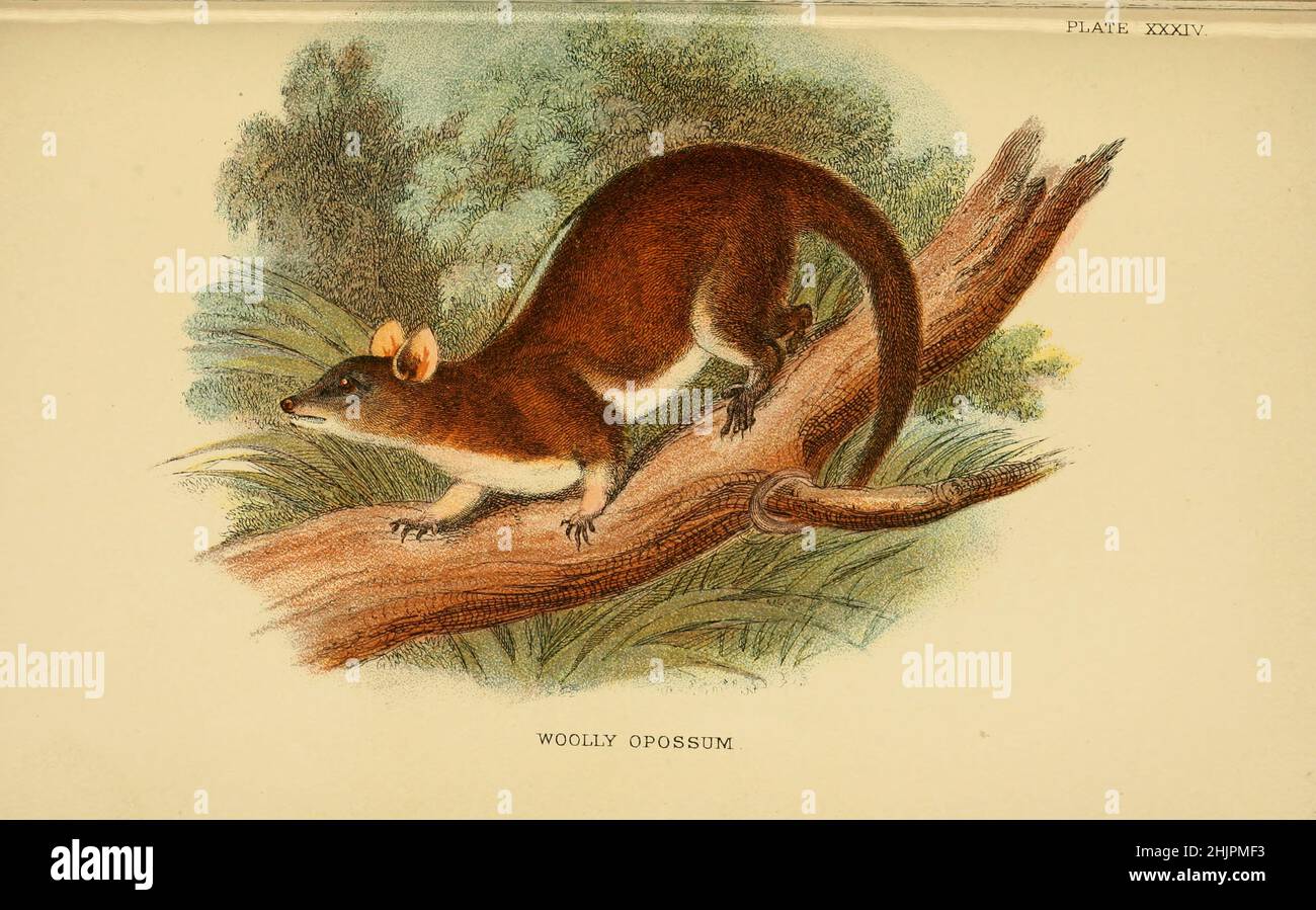 The brown-eared woolly opossum (Caluromys lanatus), also known as the ...