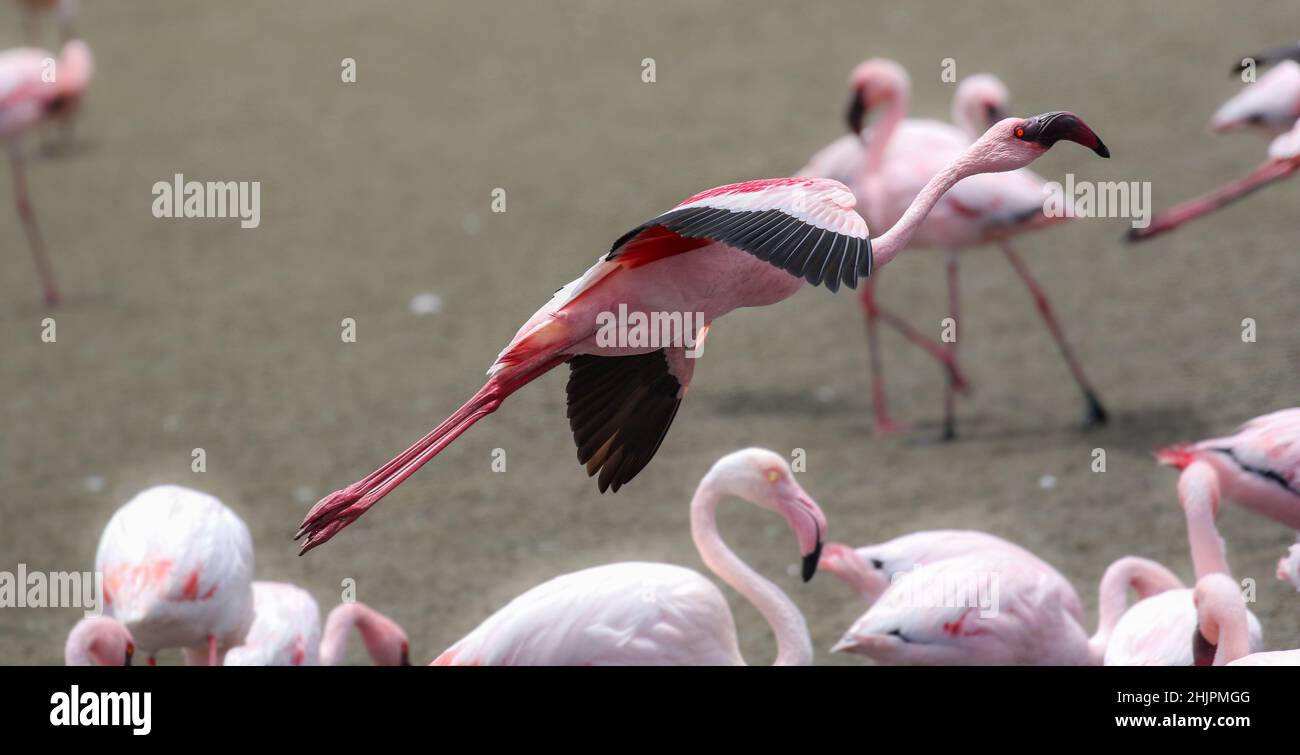 Flying Lesser Flamingo, Walvis Bay, Namibia Stock Photo - Alamy