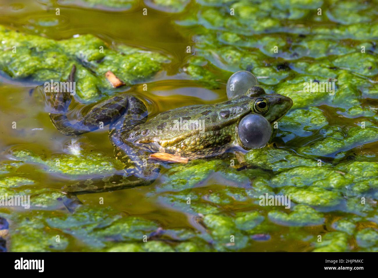 Common frog, Rana temporaria, single reptile croaking in water, also ...