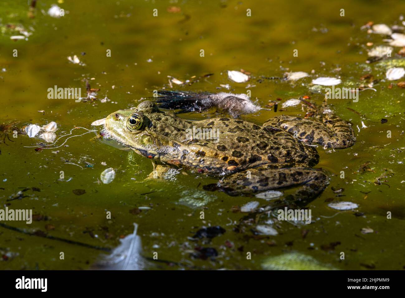 Common frog, Rana temporaria, single reptile croaking in water, also ...