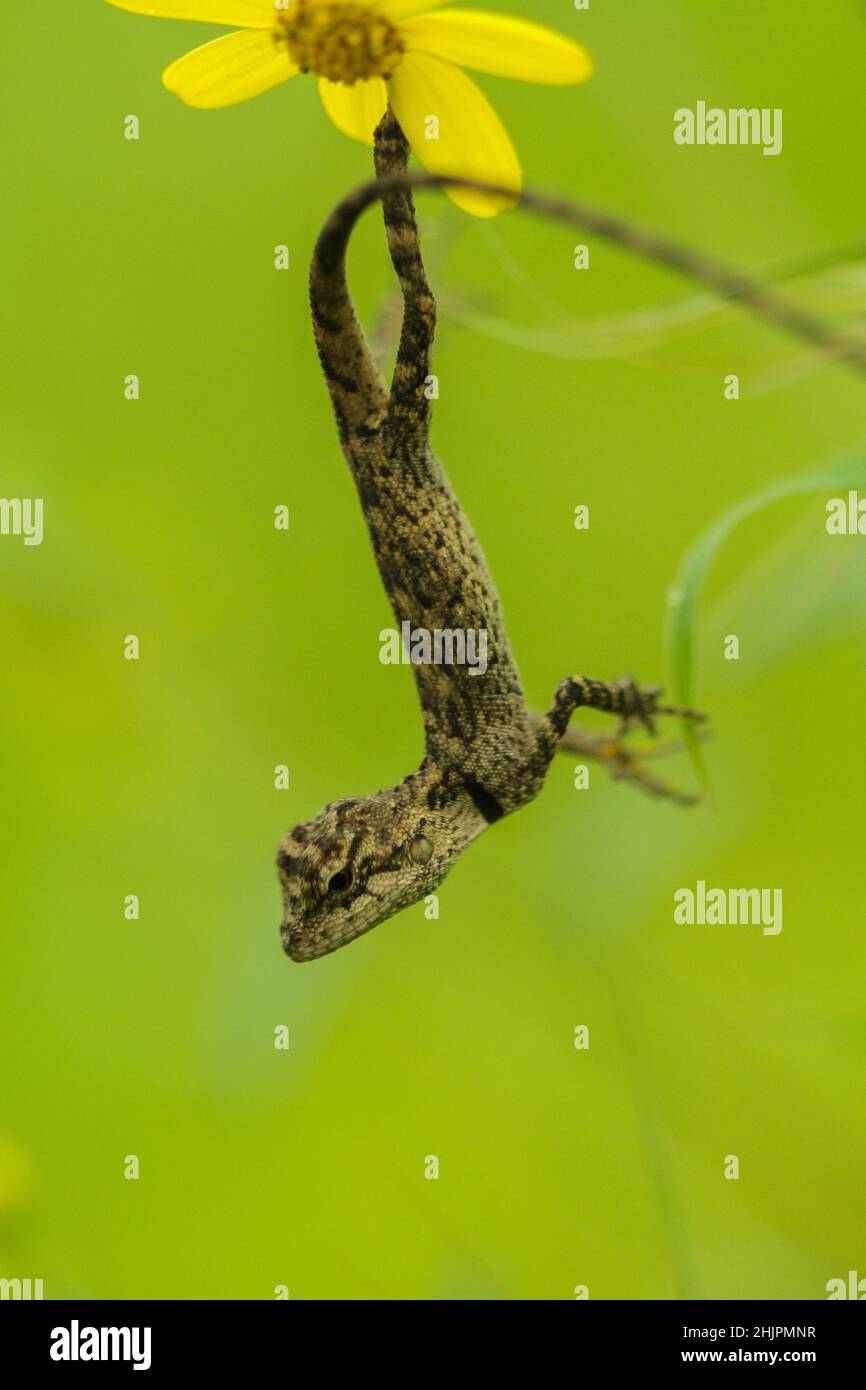 Lizard hanging on the branch hi-res stock photography and images - Alamy